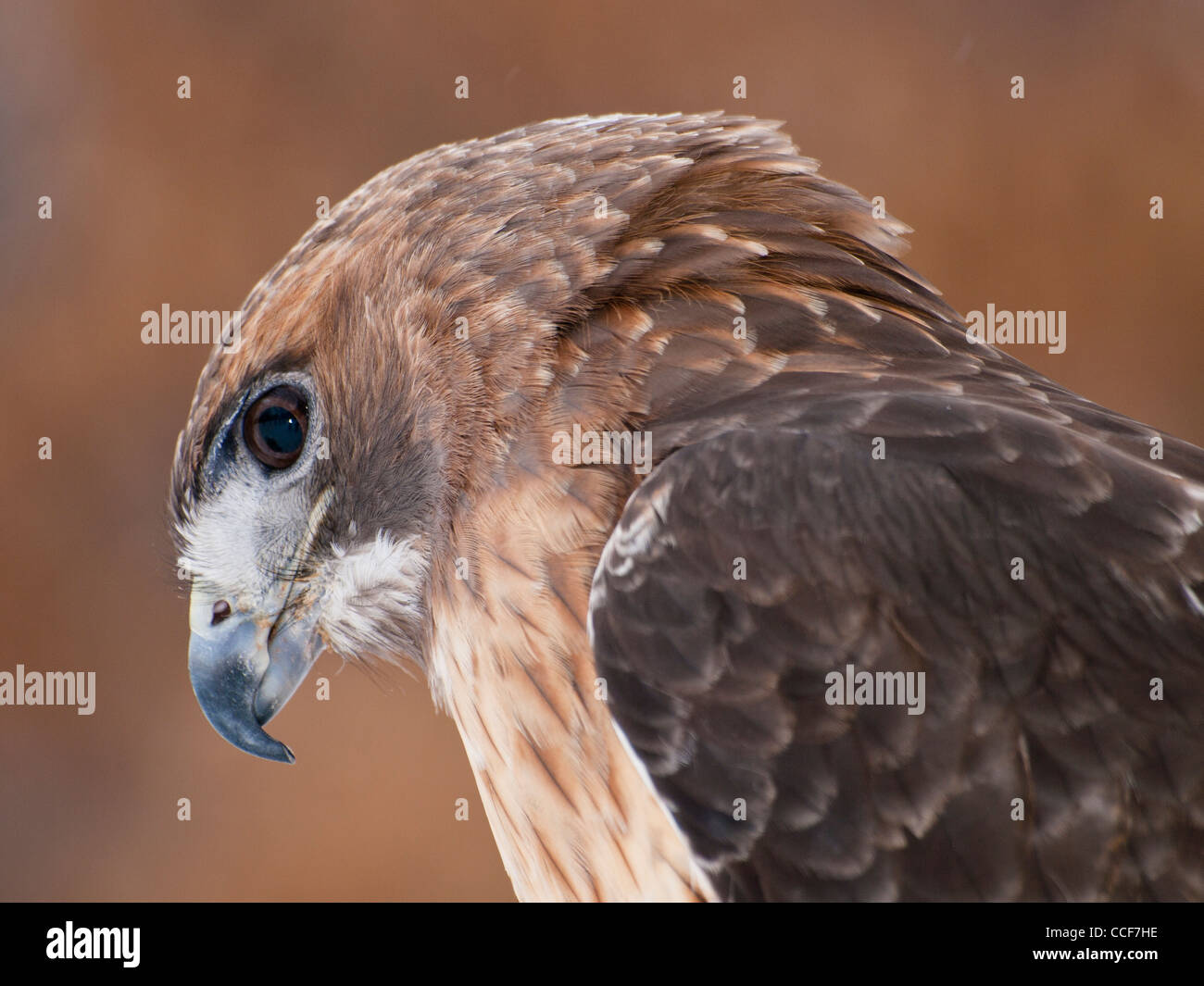 Closeup of the head and shoulders of a Red Tailed Hawk on a winters day ...