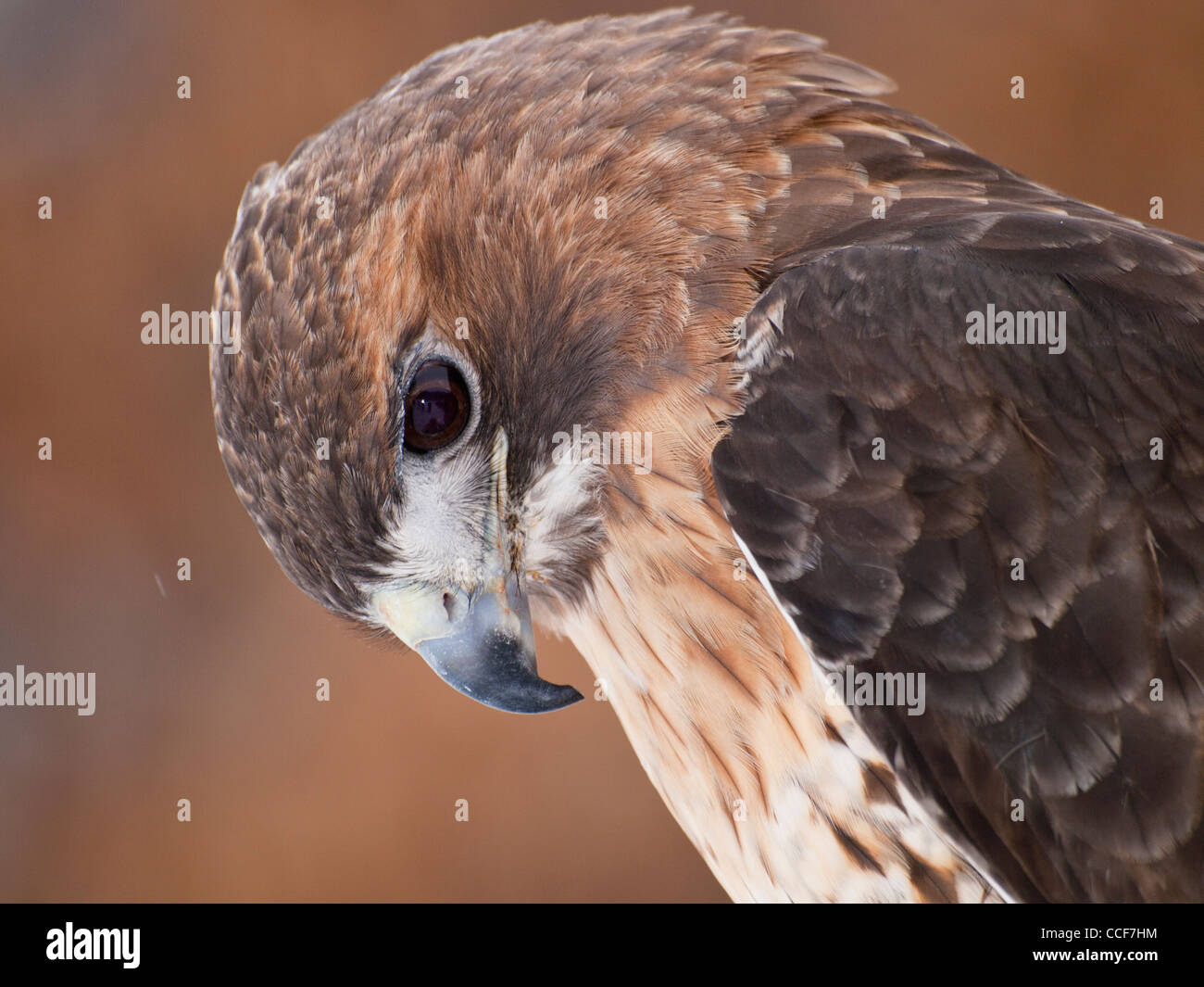 Closeup of the head and shoulders of a Red Tailed Hawk on a winters day ...