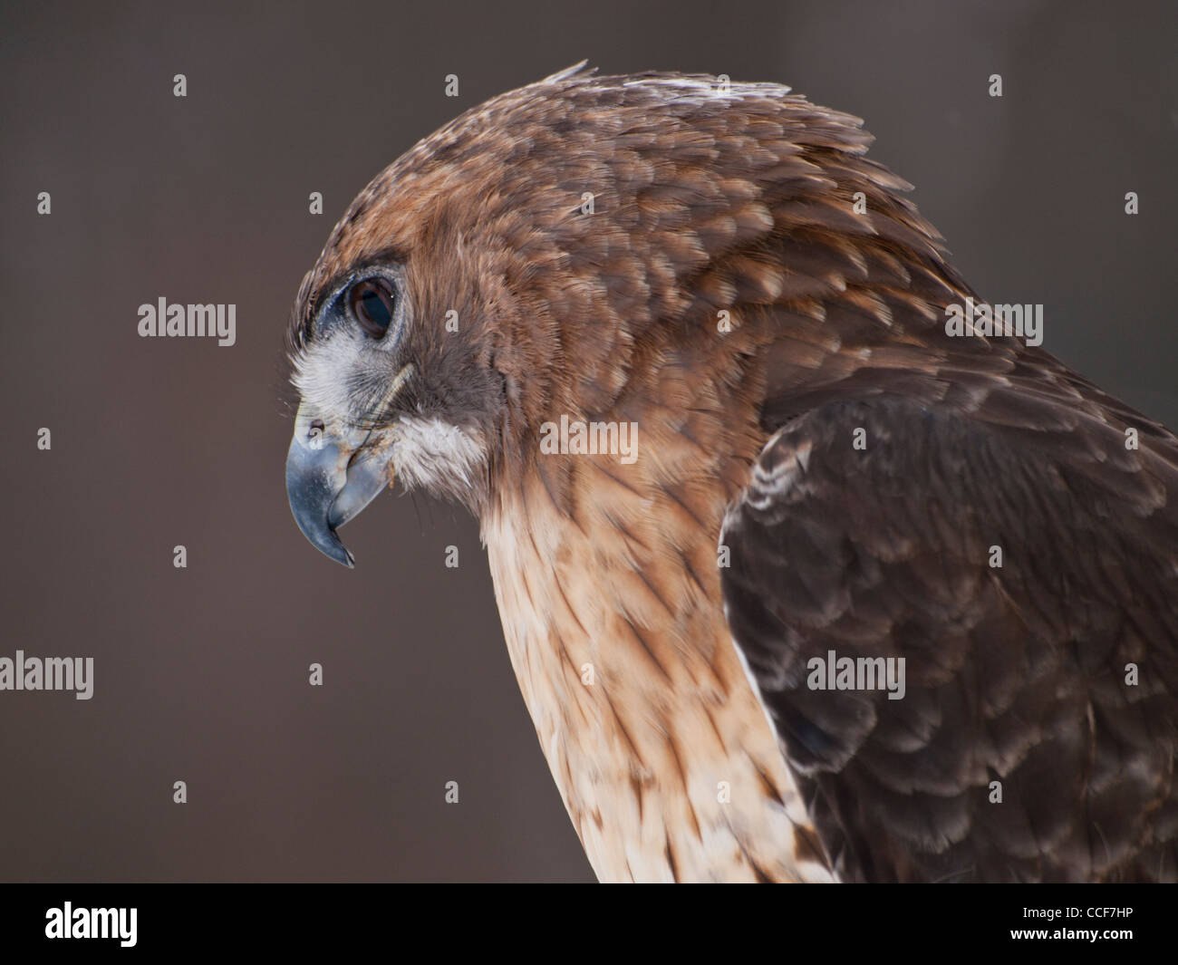 Hawks head hi-res stock photography and images - Alamy