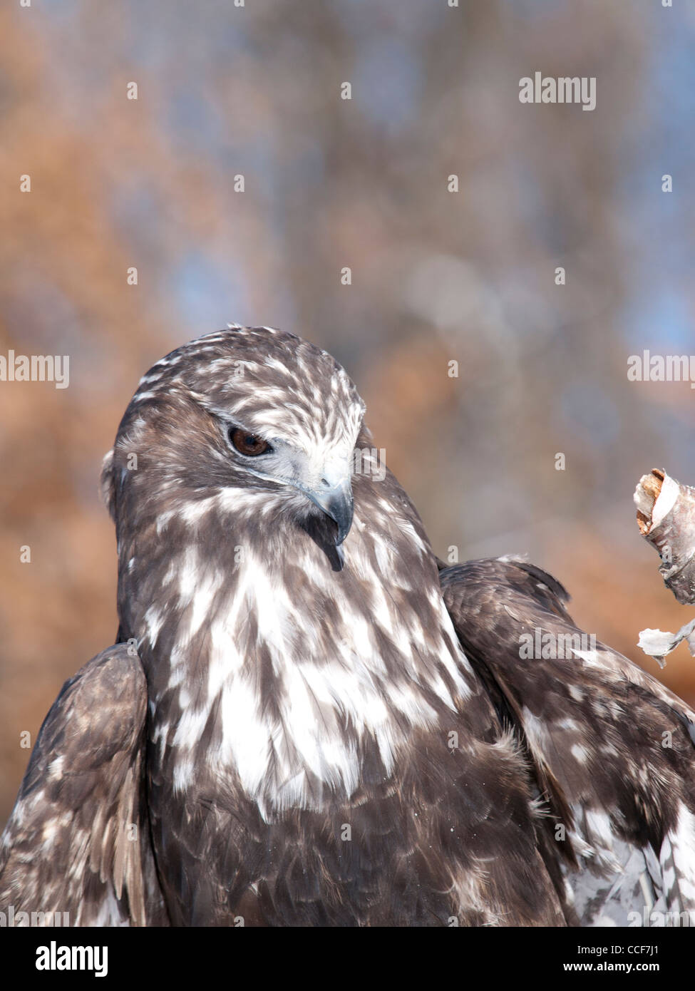 Close up of the Harlan's Hawk a color version of the Red Tailed Hawk ...
