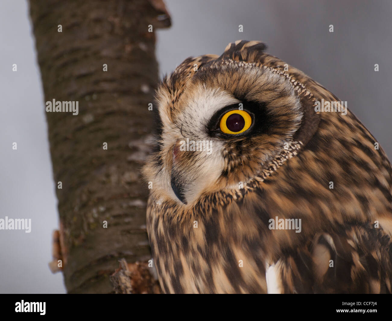Wildlife a beautiful short eared owl hi-res stock photography and ...