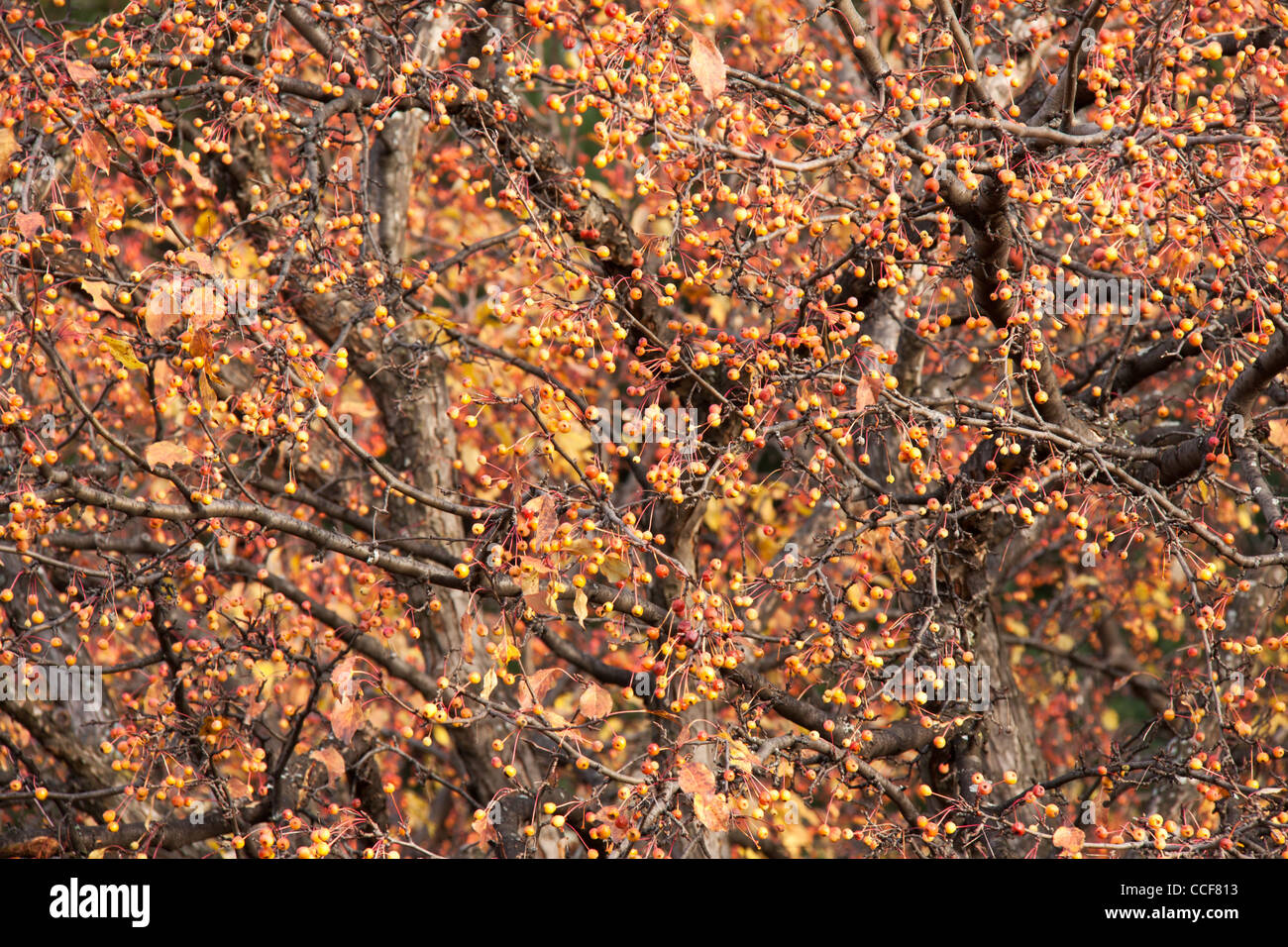 Siberian wild apples background late in fall Stock Photo - Alamy