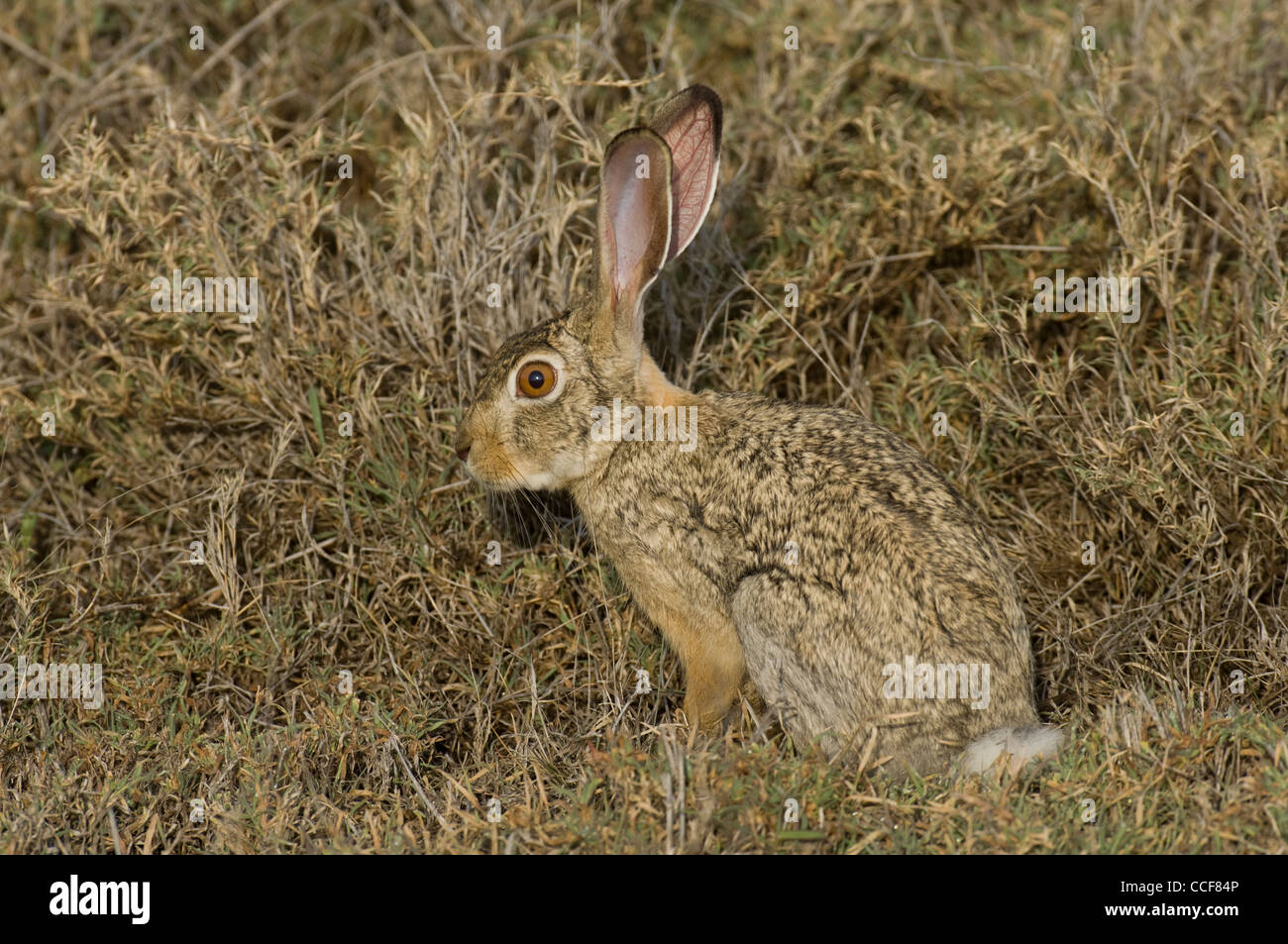 Hare lepus microtis hi-res stock photography and images - Alamy