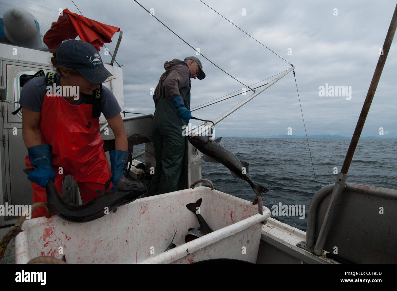 Black Cod (Sablefish) fishing, Sitka, Alaska Stock Photo - Alamy