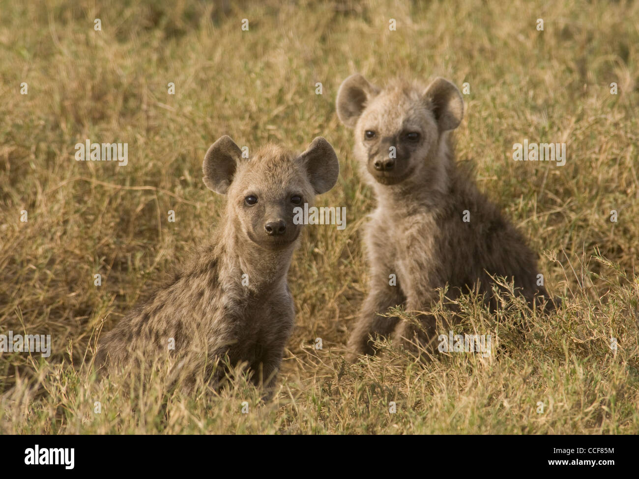 Spotted hyena sitting down in hi-res stock photography and images - Alamy