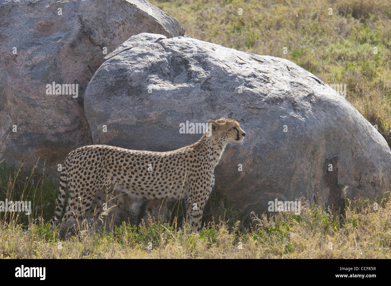 Cheetah standing by rocks hi-res stock photography and images - Alamy