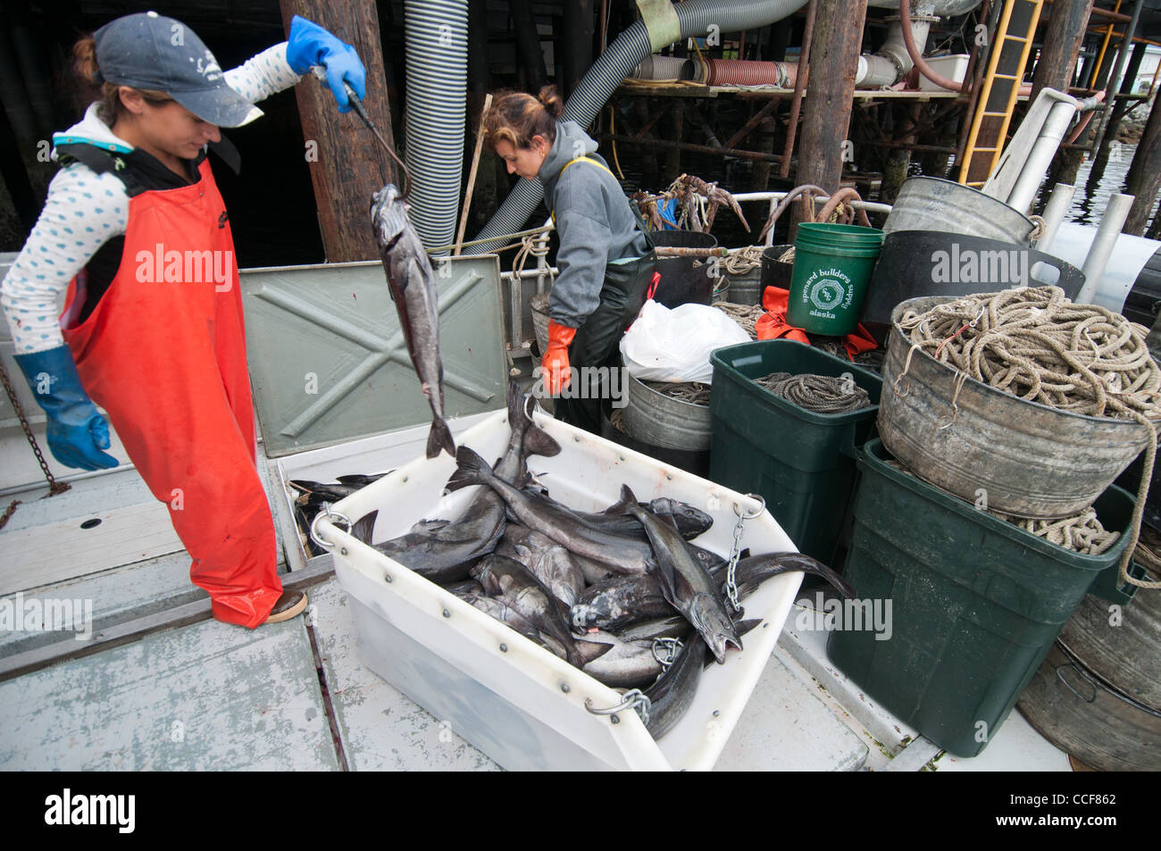 Unloading their catch at the seafood plant, Black Cod (Sablefish ...