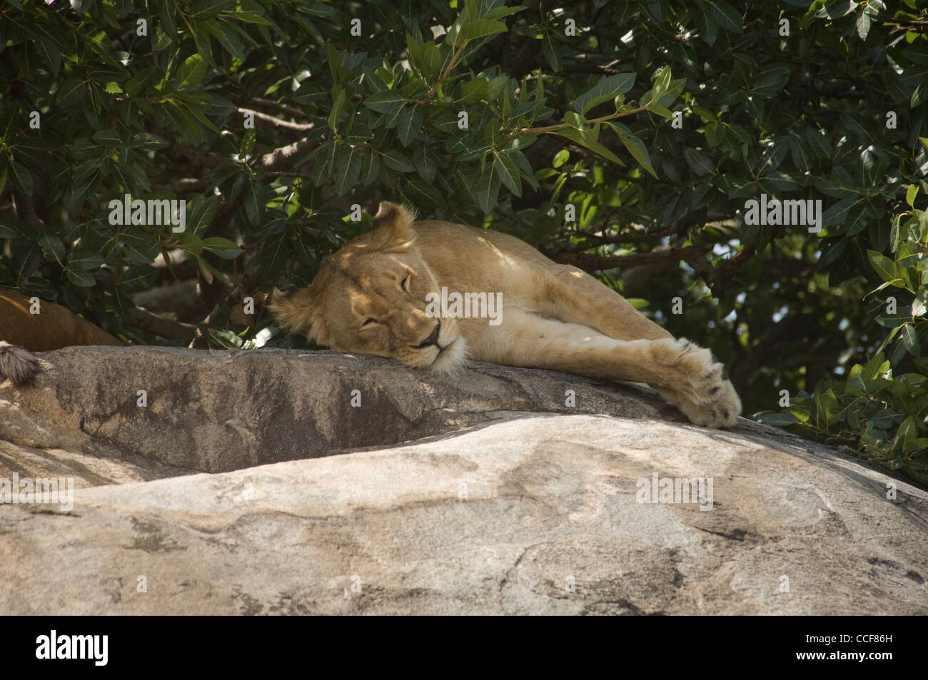 Africa Tanzania Serengeti National Park-Lion laying under tree on kopje ...