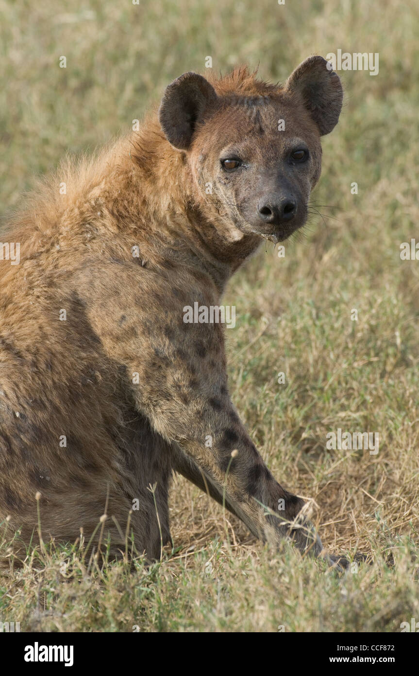 Hyena sitting hi-res stock photography and images - Alamy