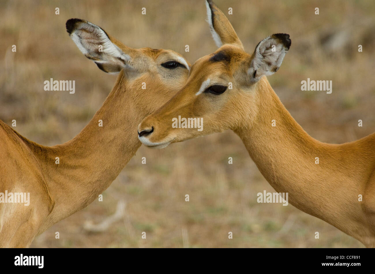 Impala nuzzling hi-res stock photography and images - Alamy