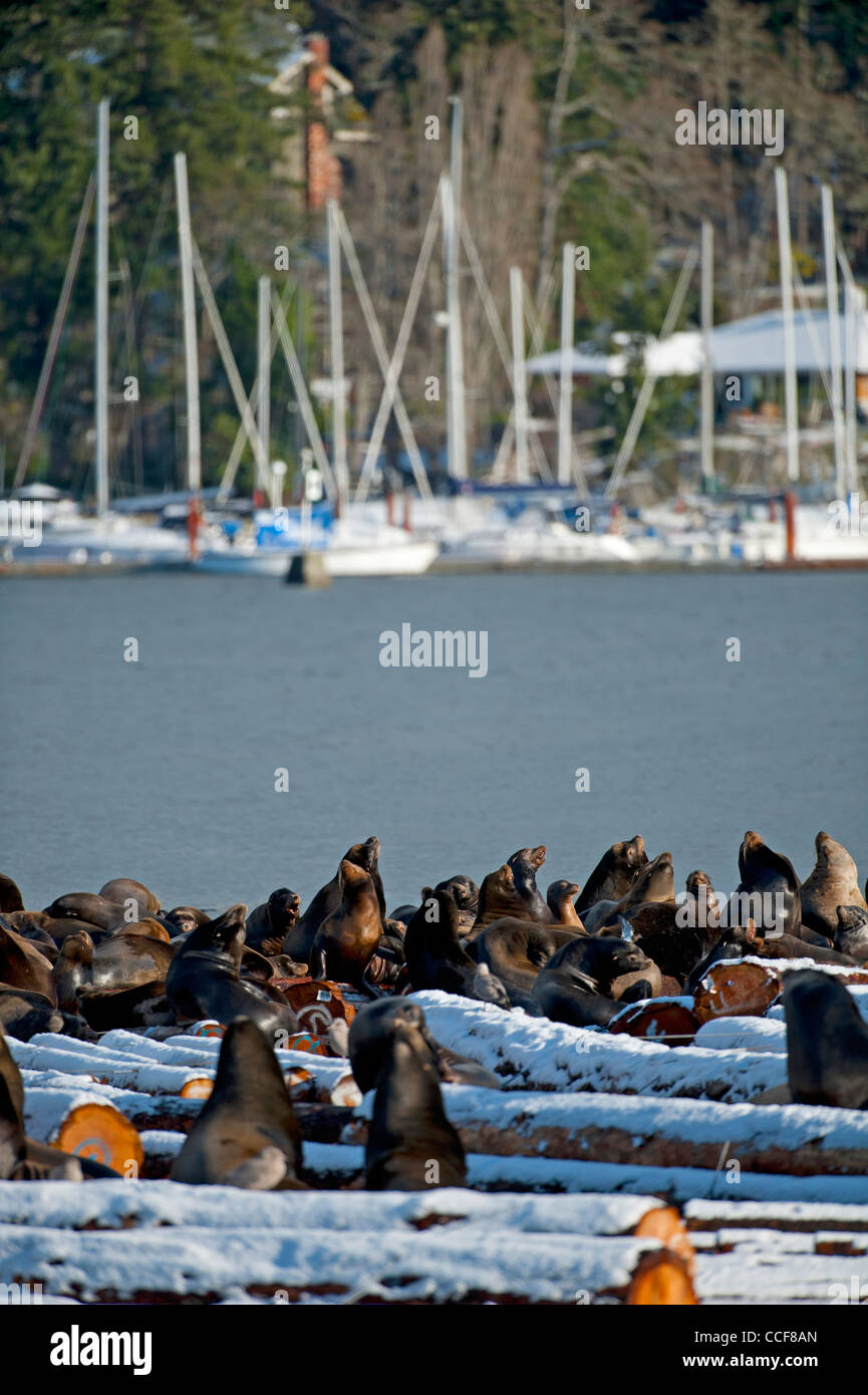Sea Lions at Craig Bay logging yard, Nanoose Bay Vancouver Island BC ...