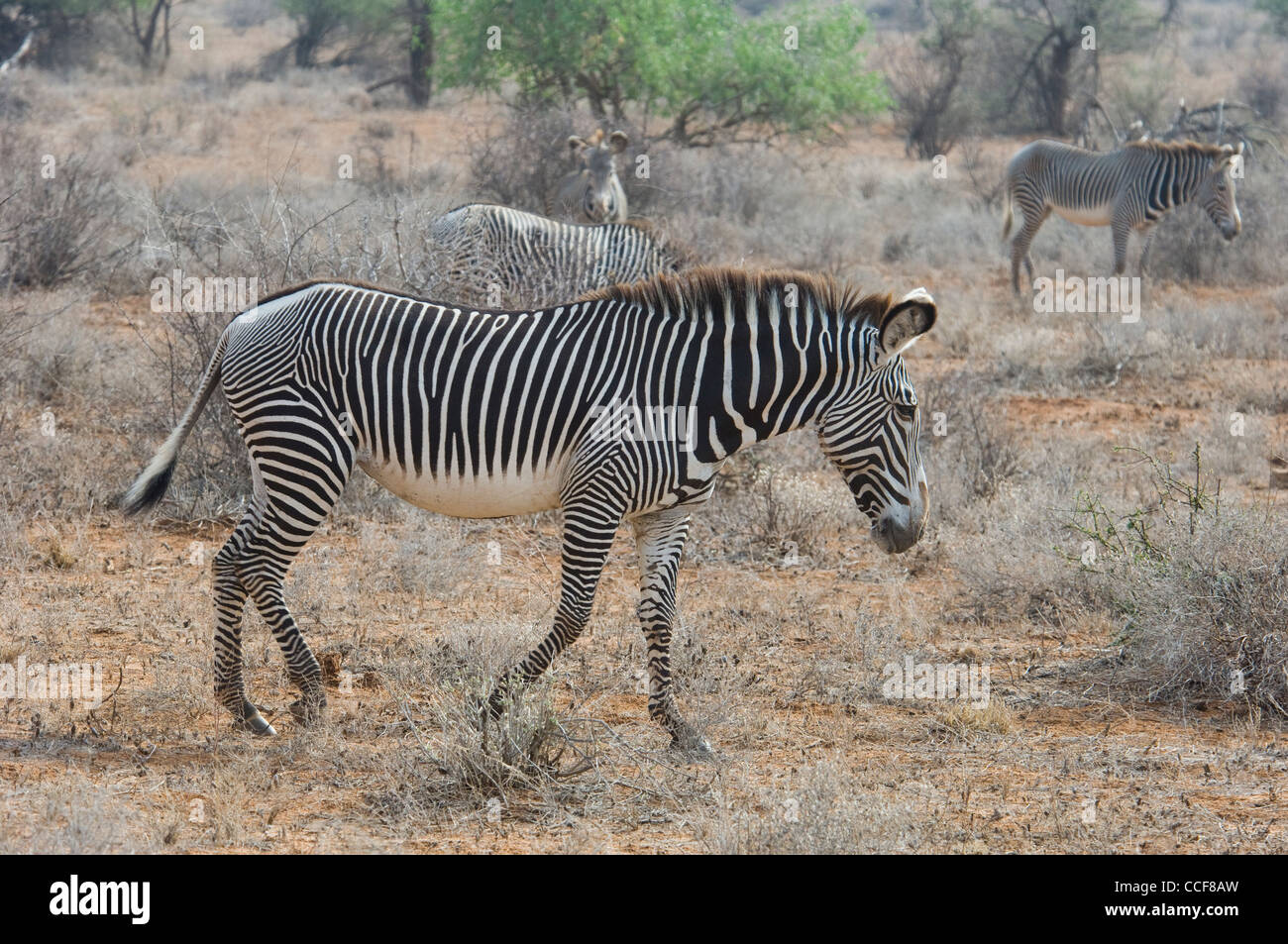 Africa Kenya Samburu National Reserve-Grevy's zebra walking (Equus ...