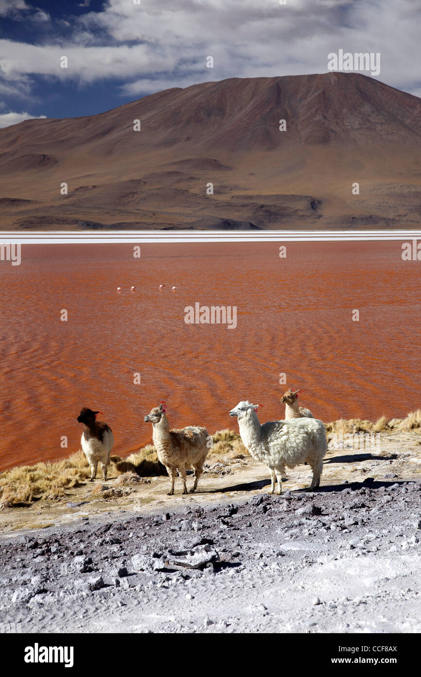 Laguna Colorada, a high altitude lake near Bolivia's Salar de Uyuni ...