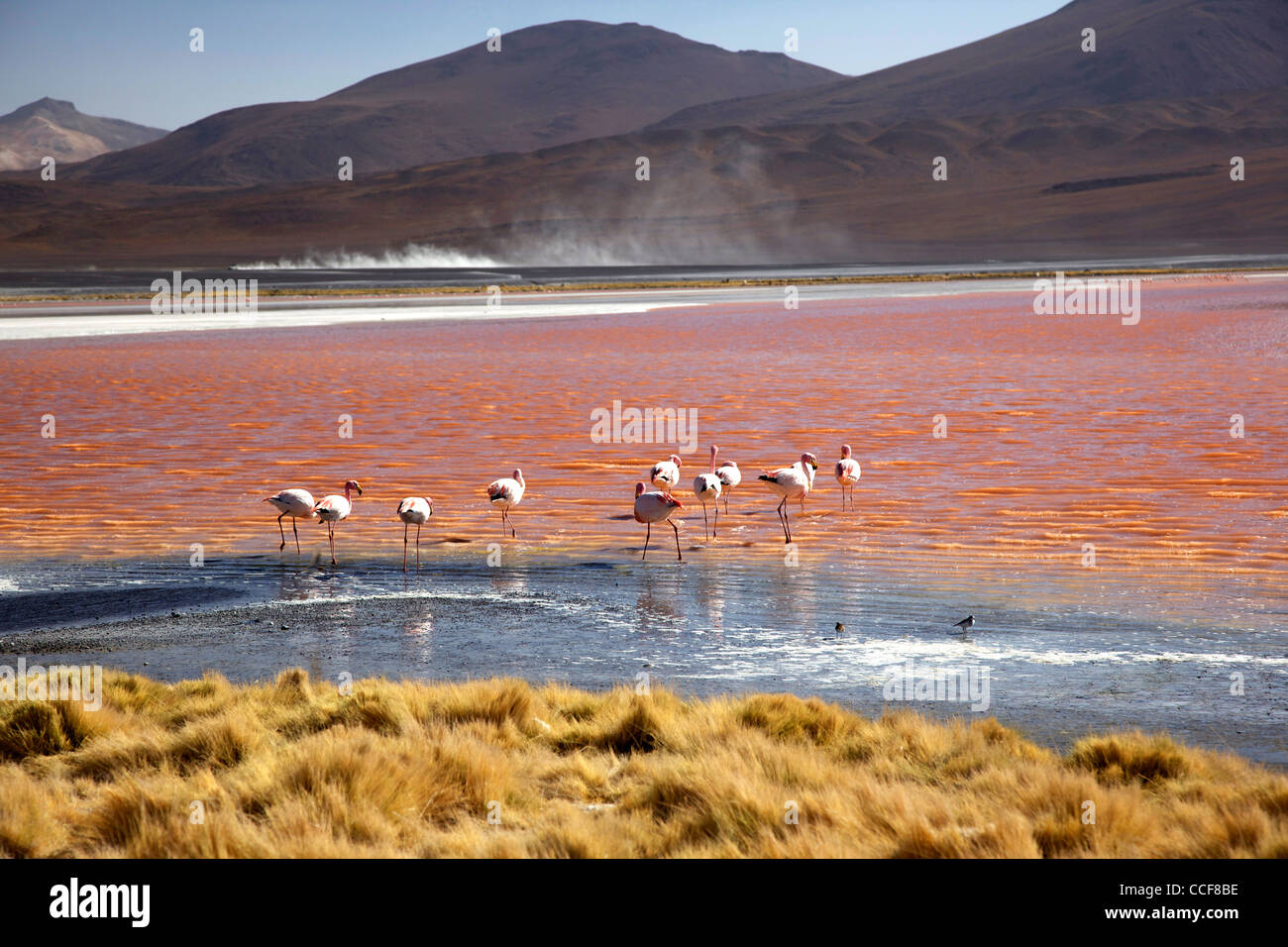 Laguna Colorada, a high altitude lake near Bolivia's Salar de Uyuni ...