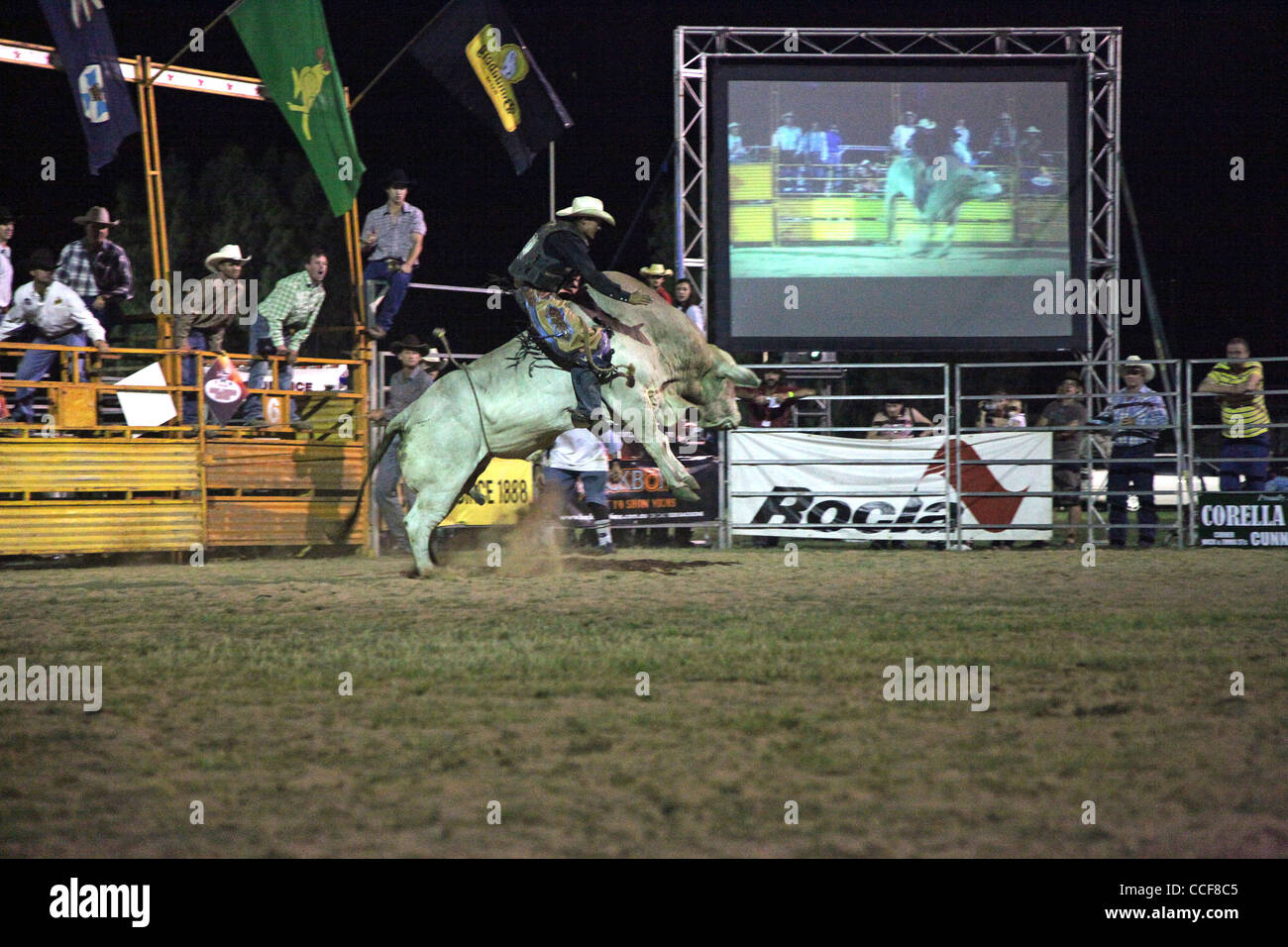 Australian pbr bull hi-res stock photography and images - Alamy