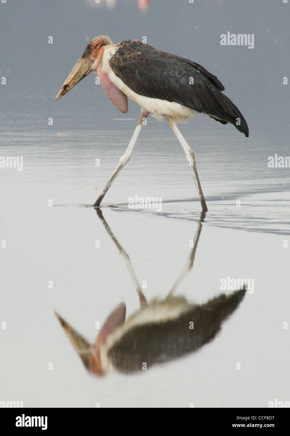 Marabou Stork Walking High Resolution Stock Photography and Images - Alamy