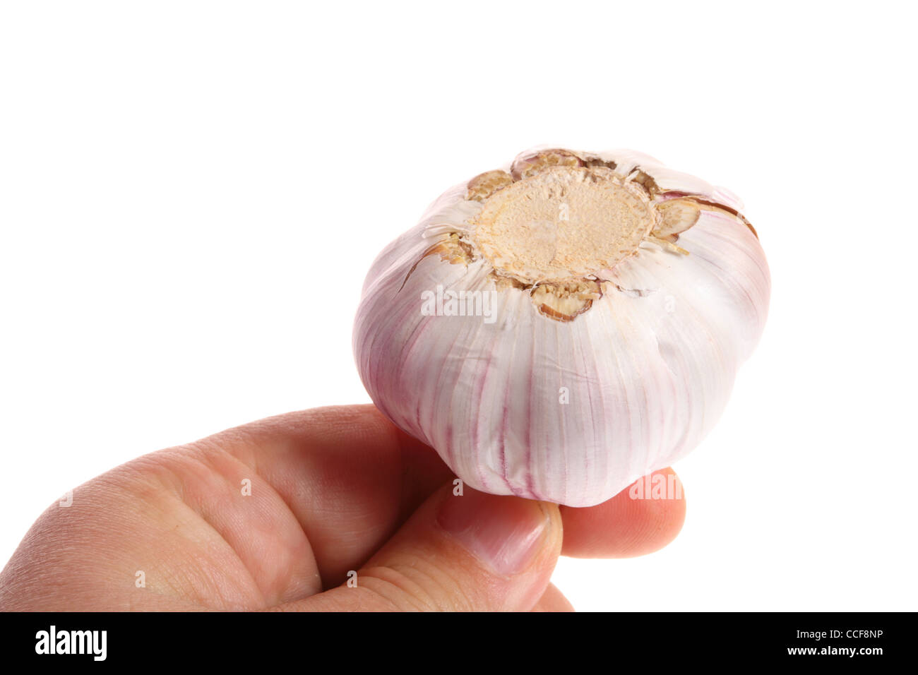 Garlic in hand isolated on white background Stock Photo - Alamy