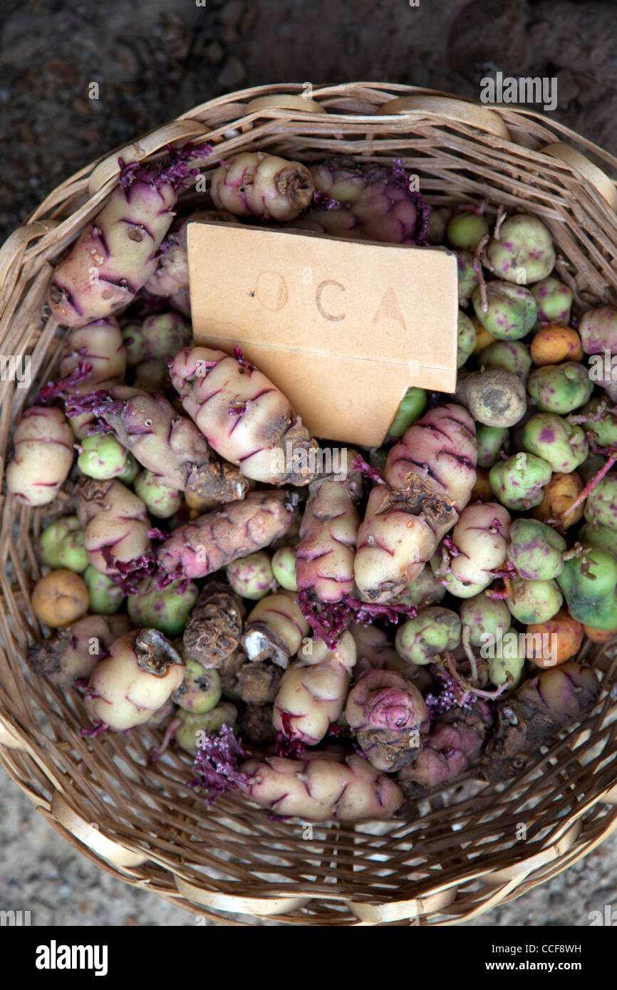 Oca, a type of Andean tuber, on the Bolivian side of Lake Titicaca, the ...