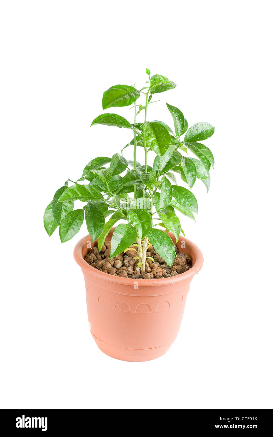 Orange Tree without fruits isolated on a white background Stock Photo ...