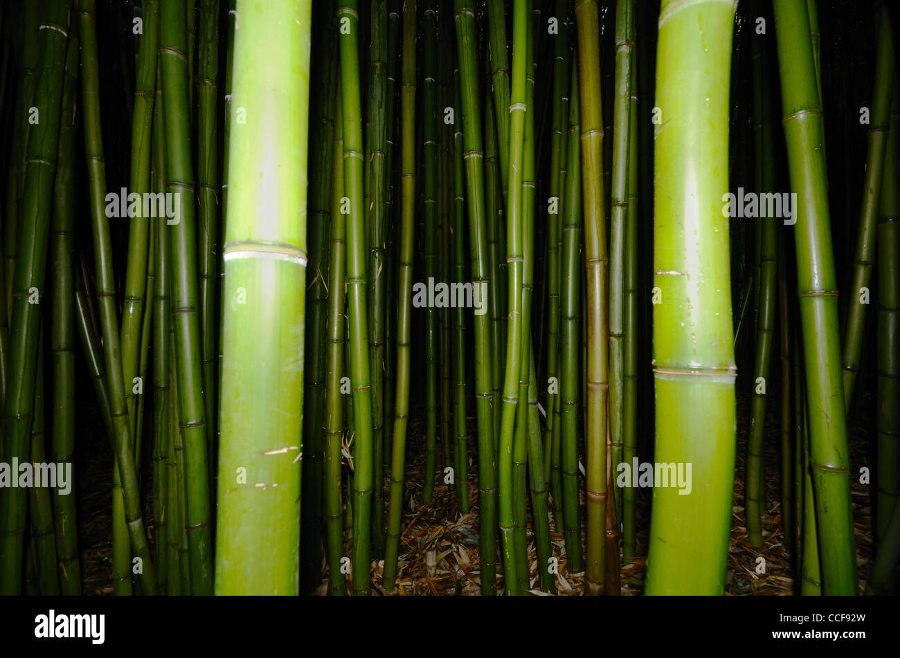Green bamboo stems in the forest Stock Photo - Alamy