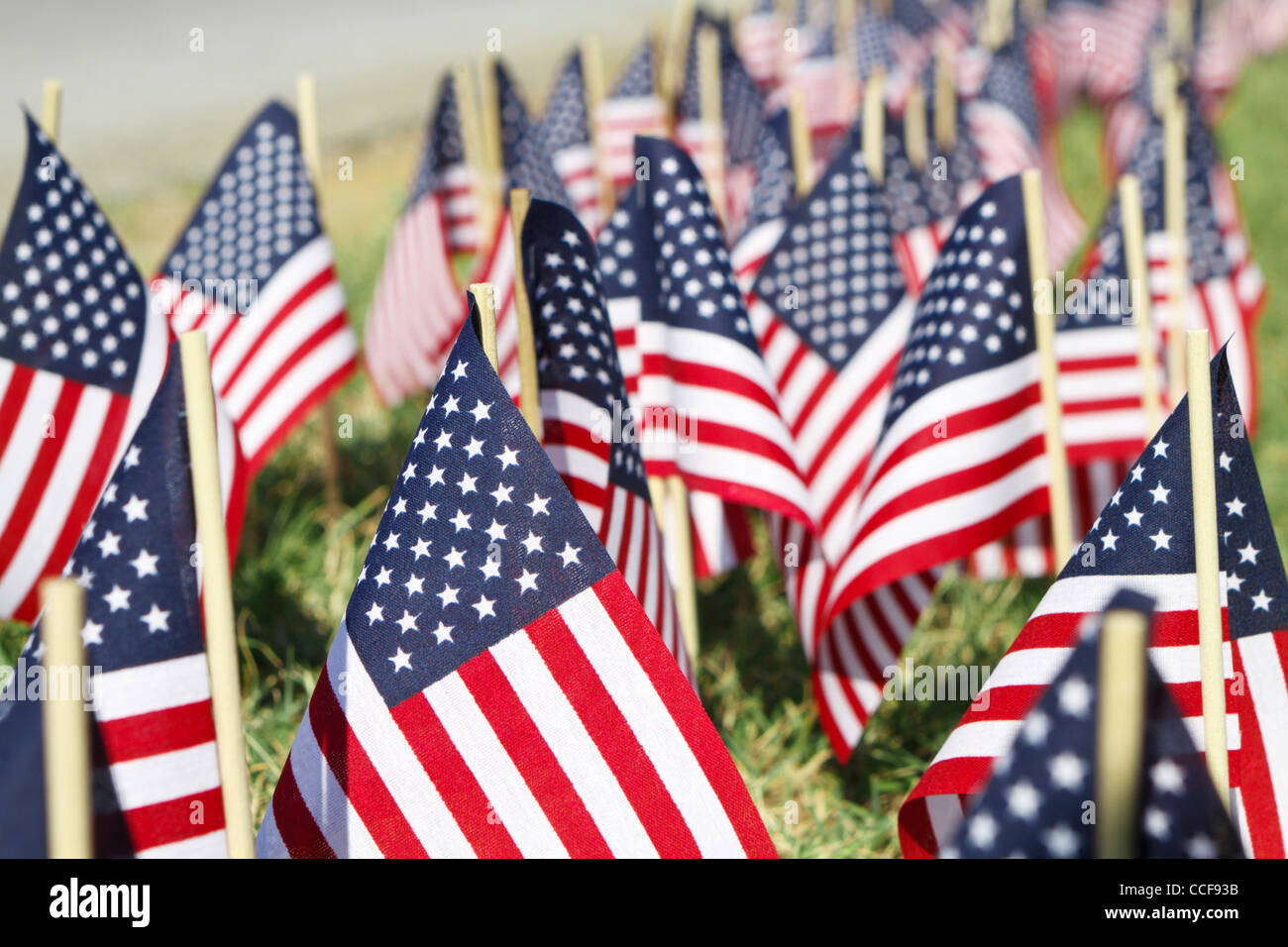 A very shallow DOF shot of large group of small American Flags stuck ...