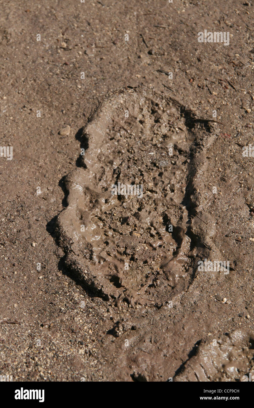 one footprint in mud on rural foot path in country Stock Photo - Alamy