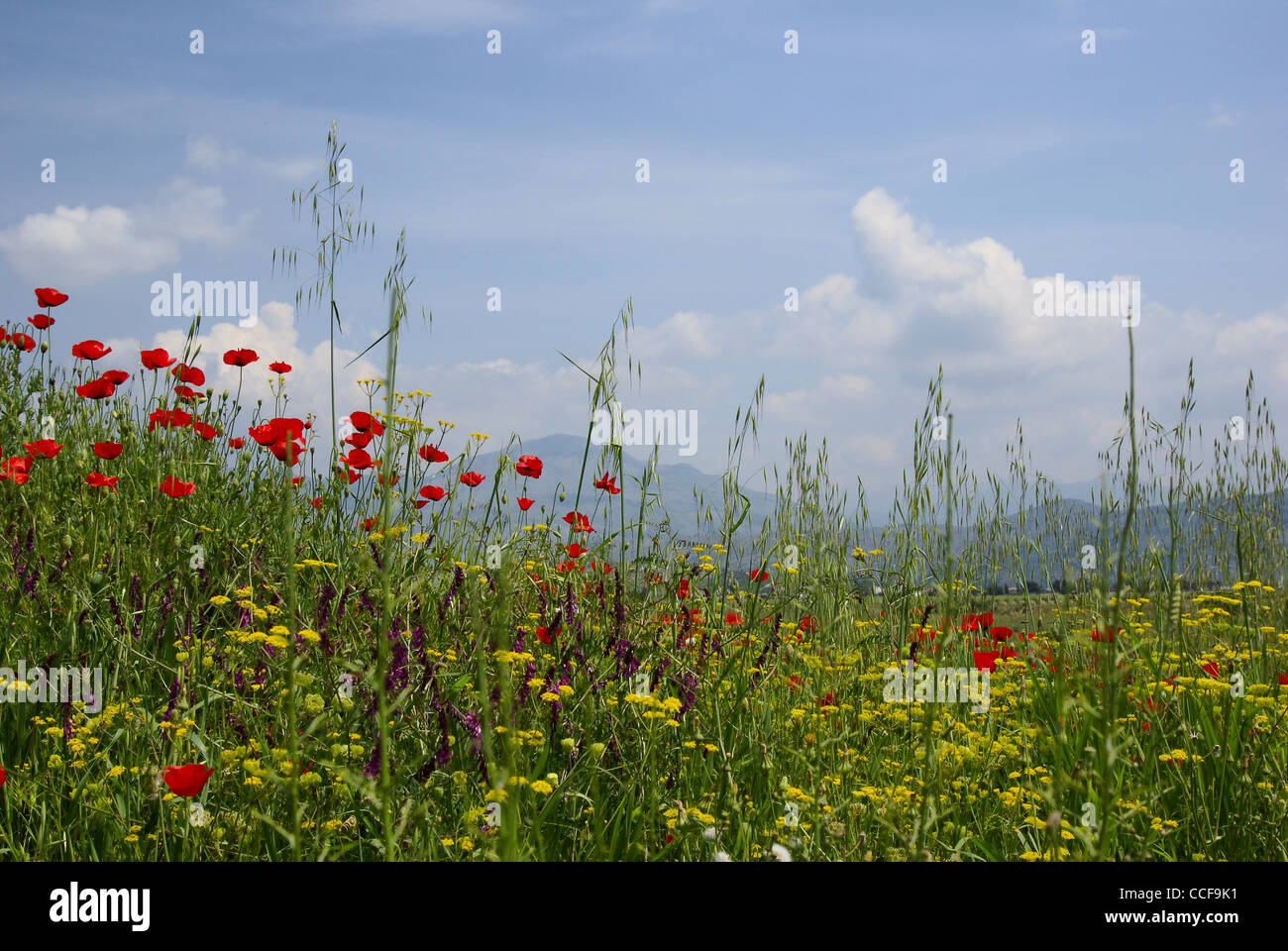 idyllic rural scene with bright meadow over mountains and sky ...