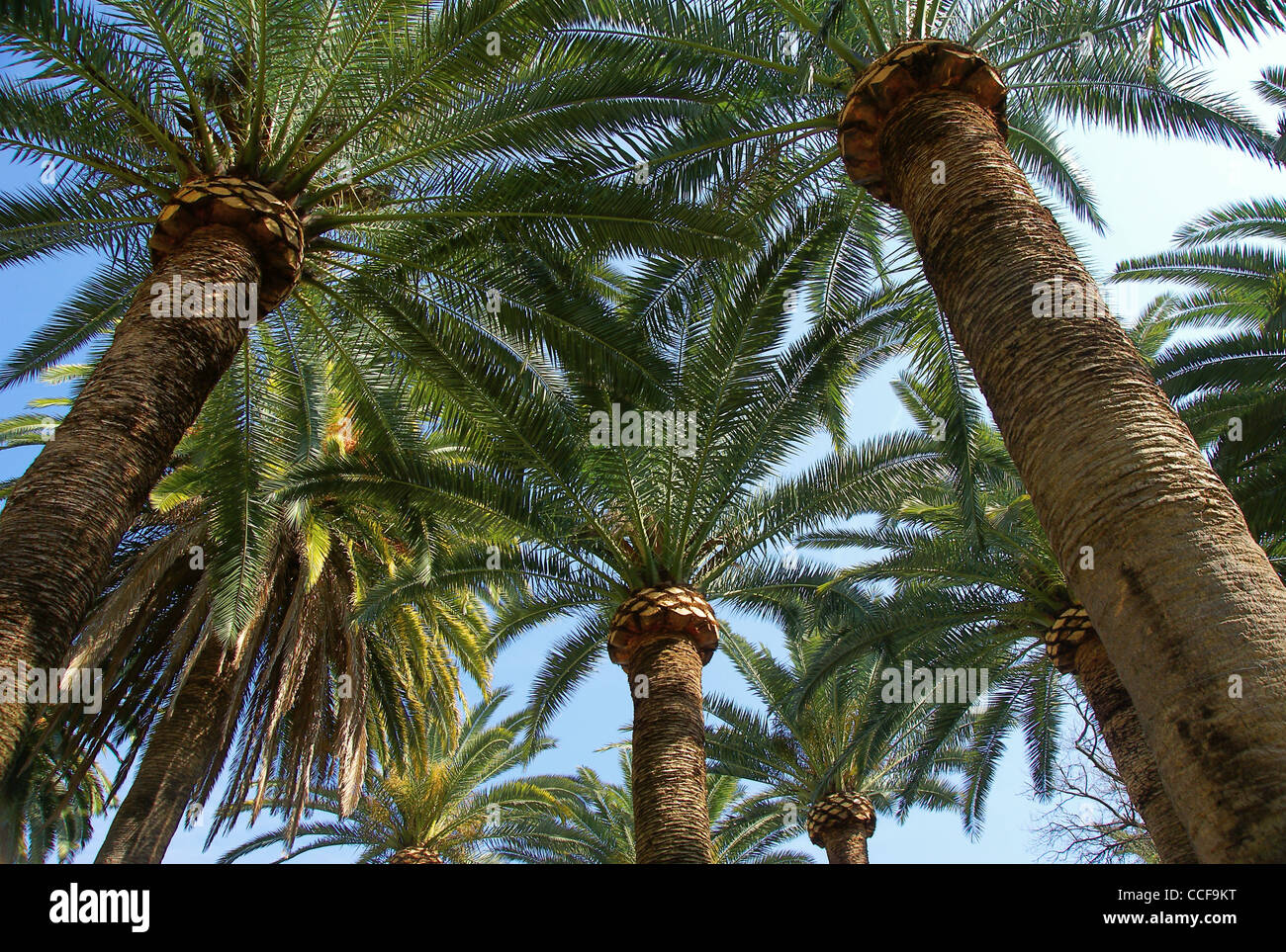 Shady palm hi-res stock photography and images - Alamy