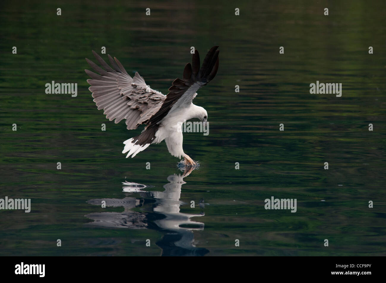 A Sea Eagle catching a prey in the sea. Komodo National Park UNESCO ...