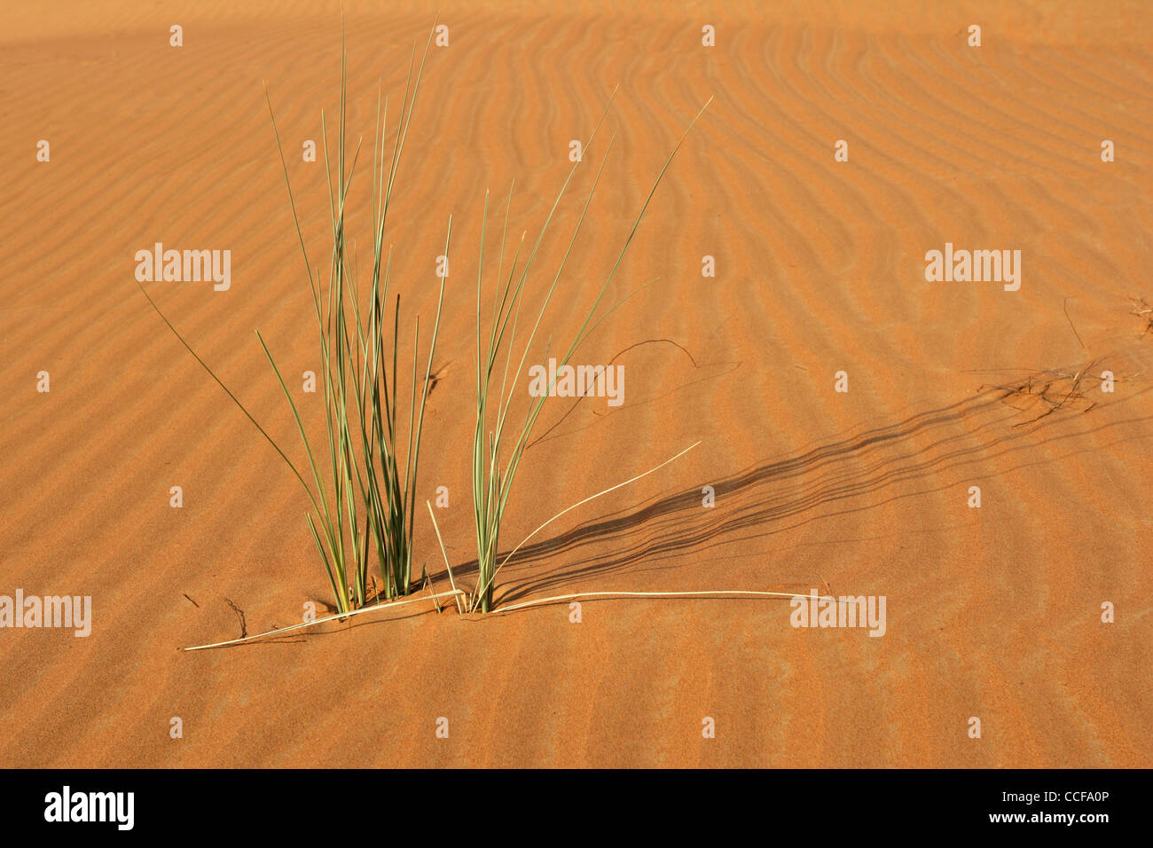 Vegetation in sand dunes near Dubai in the United Arab Emirates Stock ...
