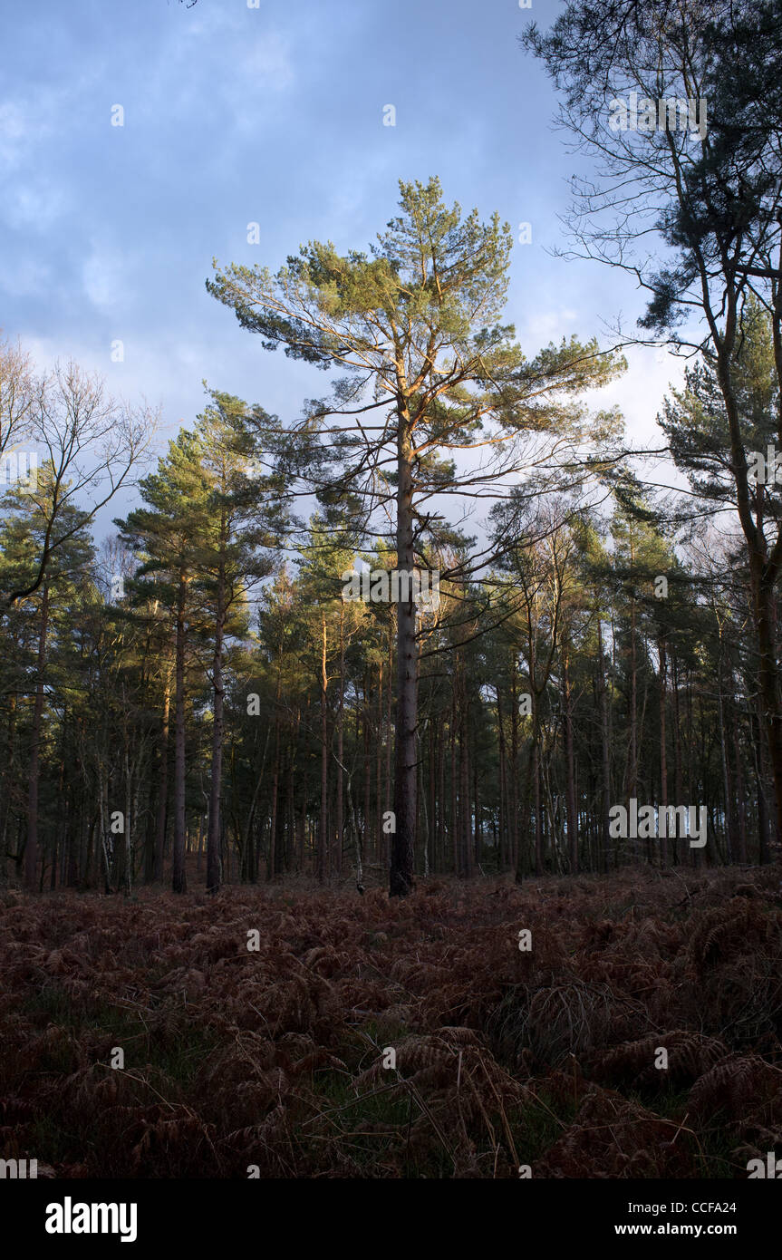 A single tree in a felled Woodland glade on Ranmore common, Surrey ...