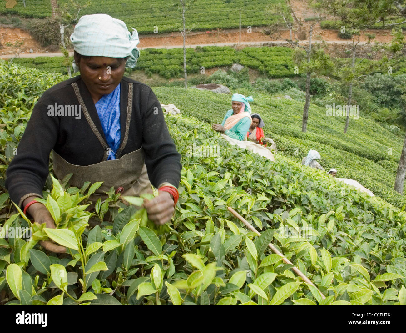 331 bus hi-res stock photography and images - Alamy