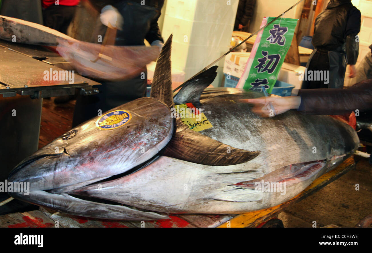 Jan. 5, 2011 - Tokyo, Tokyo, Japan - A 342kg-weighted-bluefin tuna ...