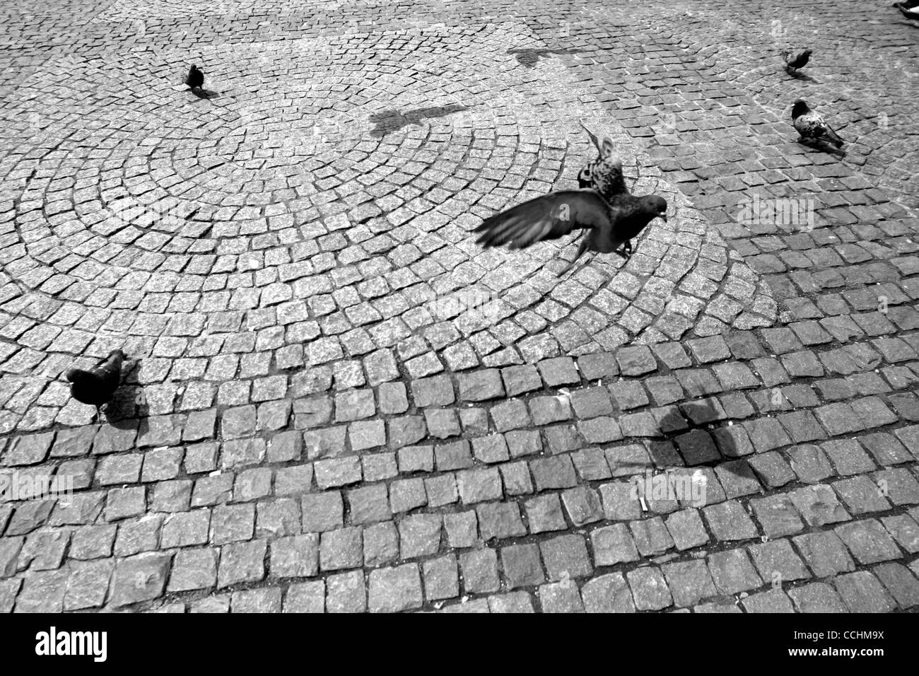 Jul 15, 2004; Paris, FRANCE; Pigeons in flight in Paris Stock Photo - Alamy