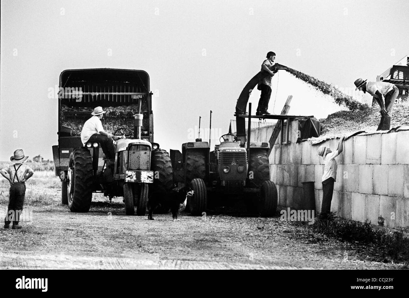 Corn silage harvest Black and White Stock Photos & Images - Alamy
