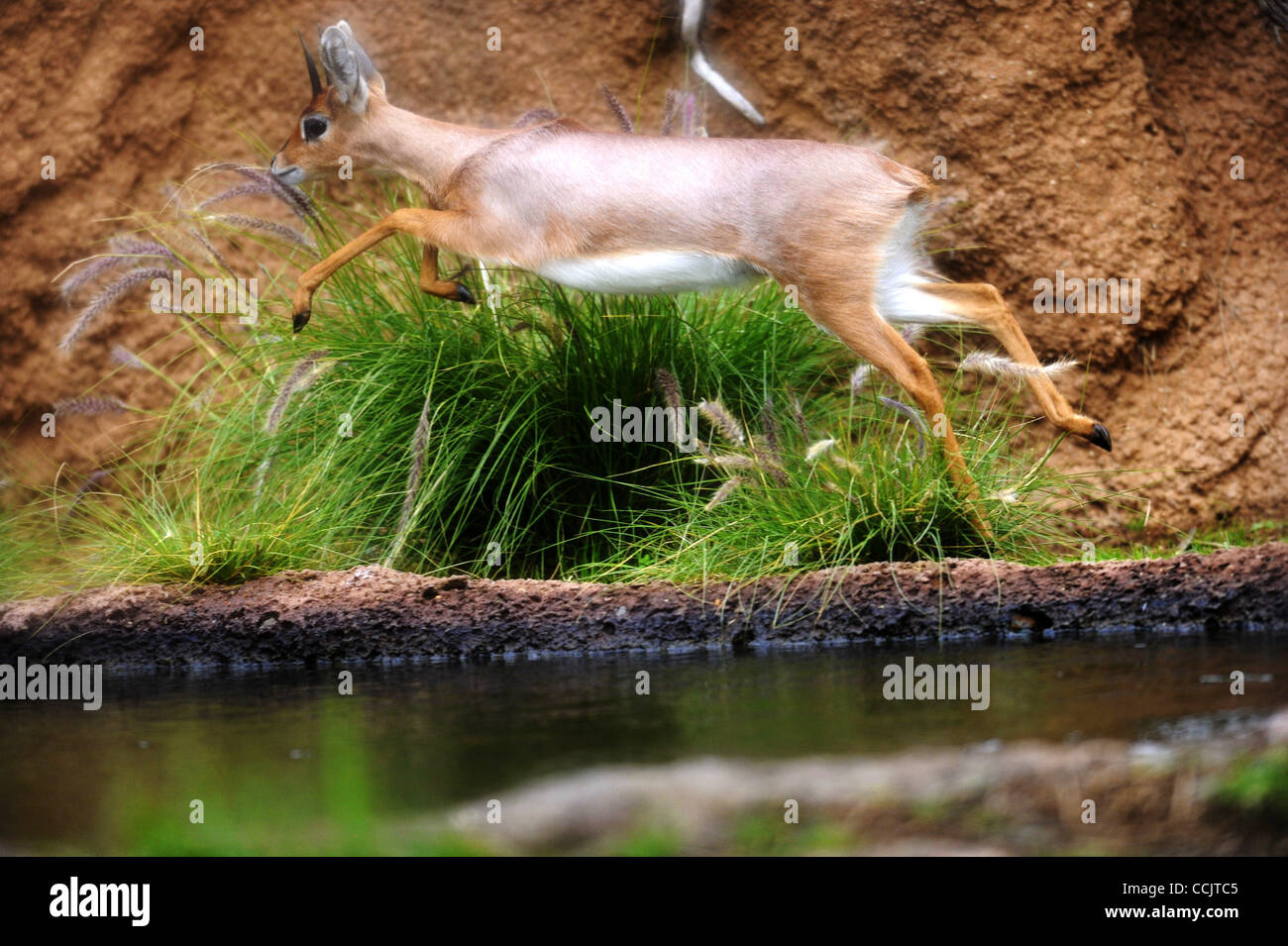 A Deer enjoys a beautiful day playing at the San Diego Zoo's Wild ...
