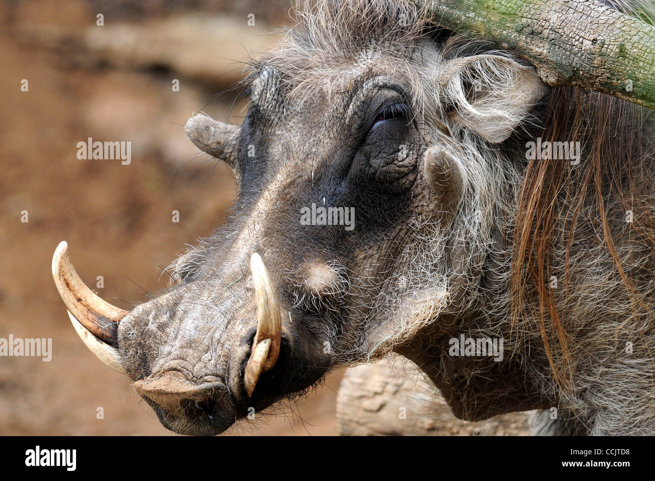 A Warthog enjoys a beautiful day at the San Diego Zoo's Wild Animal ...