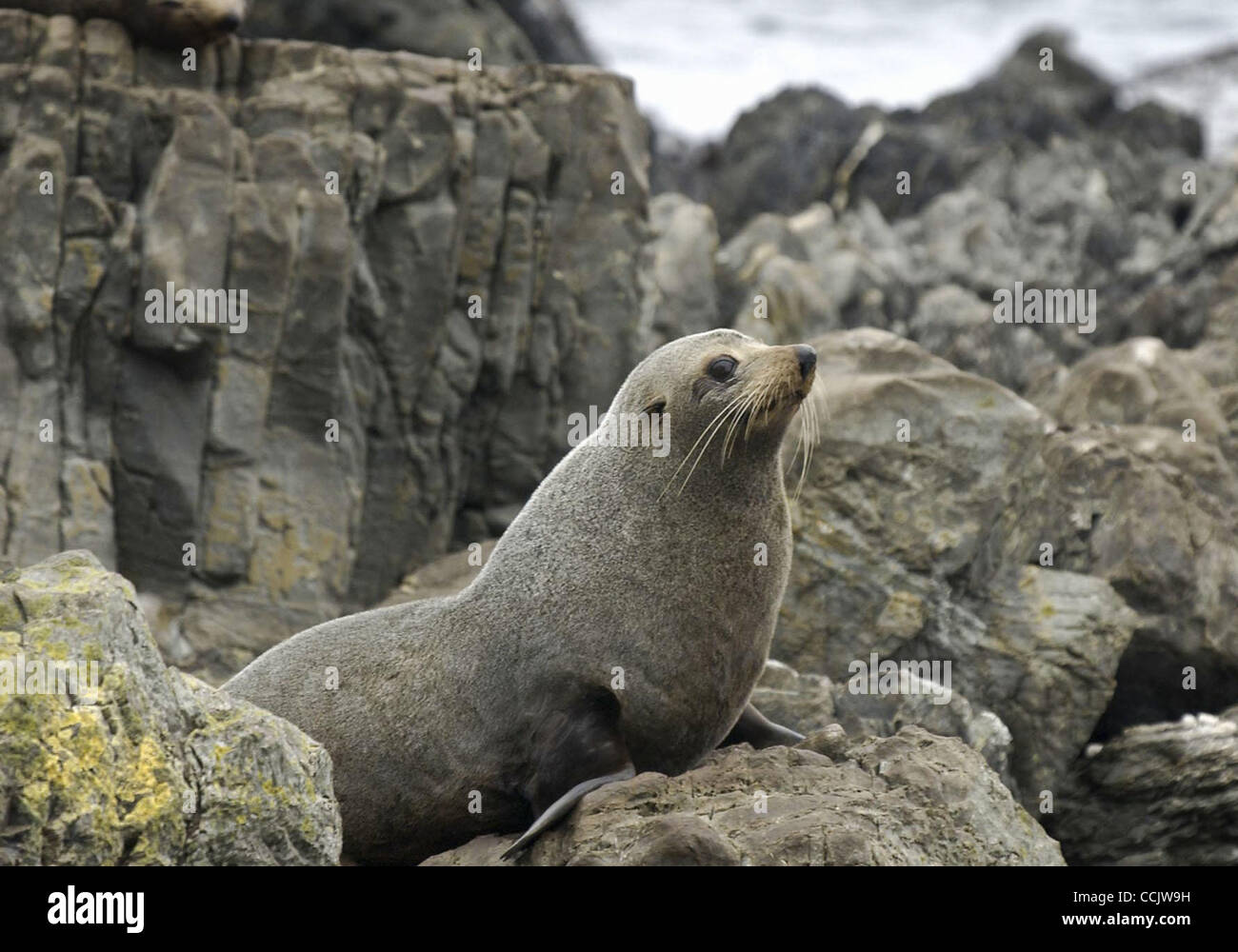Dec. 5, 2010 - Ohau Point, New Zealand - Twenty-three seals, including ...