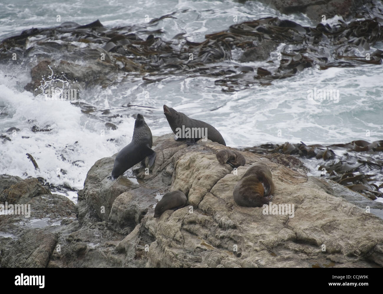 Dec. 5, 2010 - Ohau Point, New Zealand - Twenty-three seals, including ...