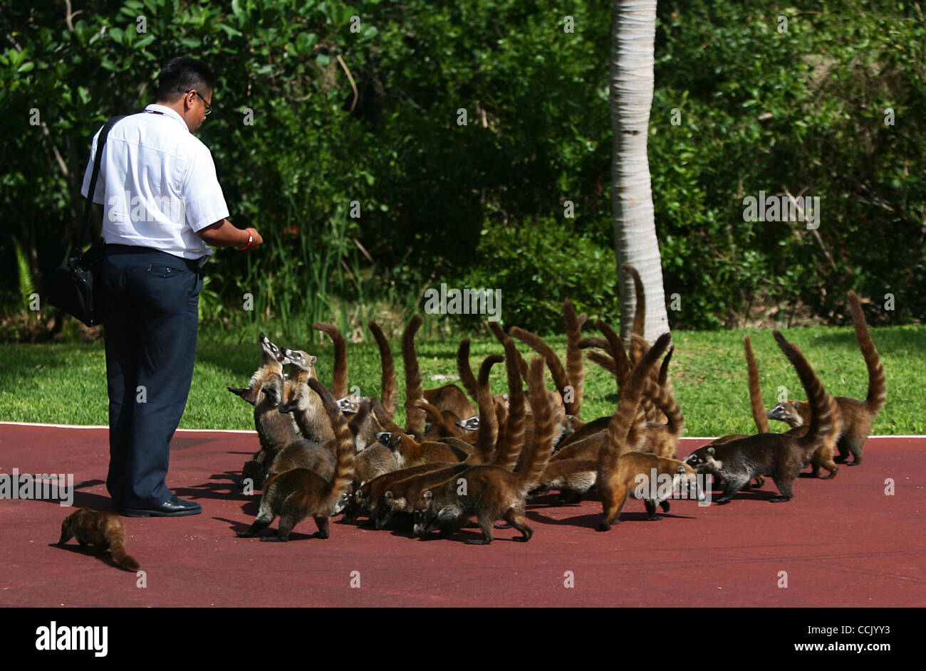 Ant eaters hi-res stock photography and images - Alamy