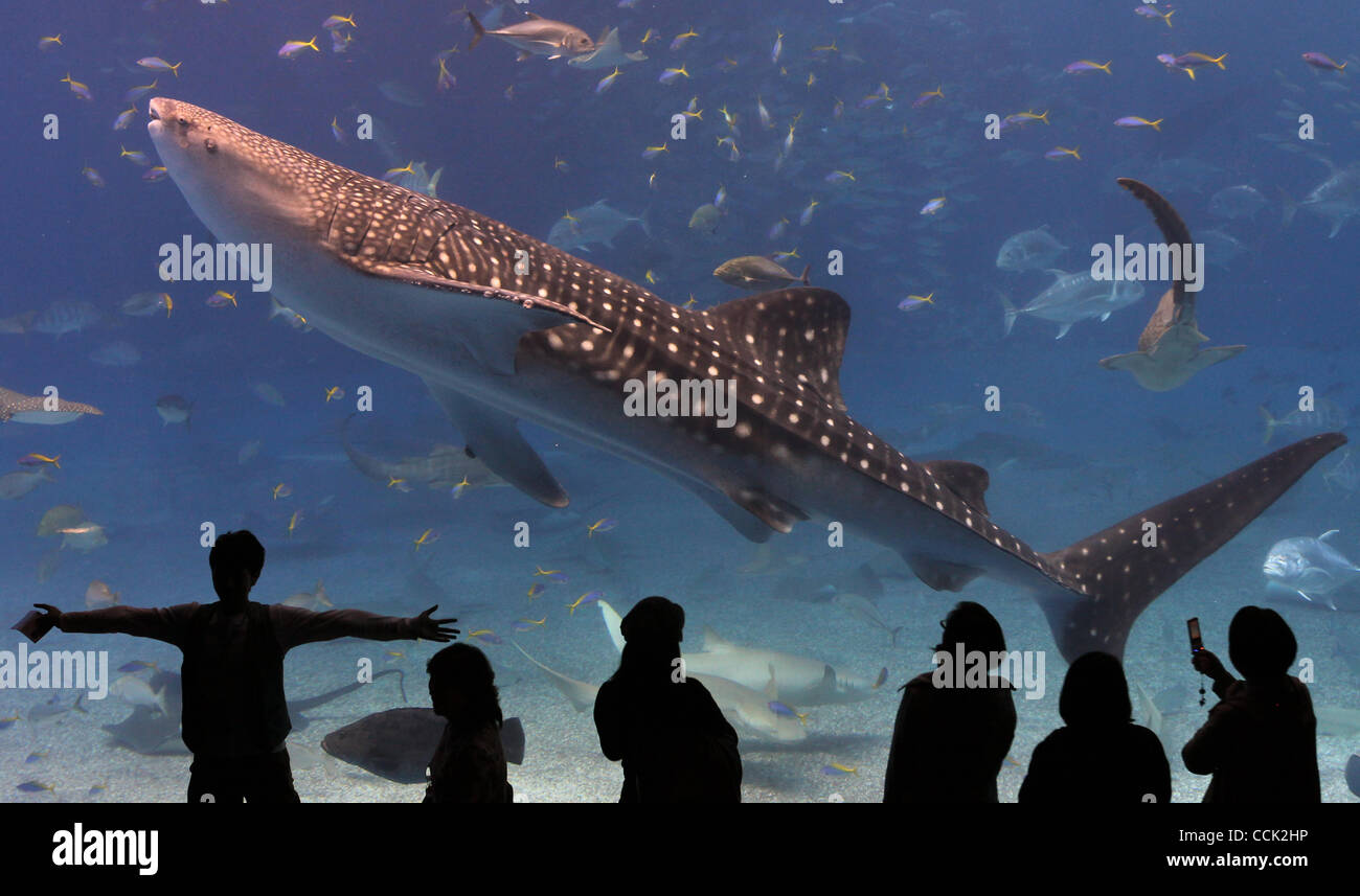 Shark tank 2010 hi-res stock photography and images - Alamy