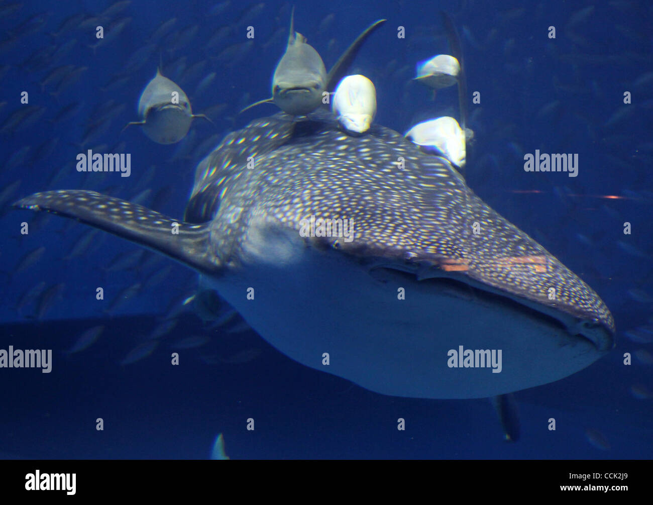 Dec. 9, 2010 - Okinawa, Japan - Large whale shark and other fish swim ...