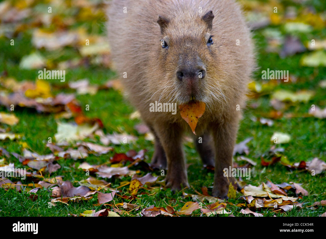 Nov. 30, 2010 - Winston, Oregon, U.S - A captive capybara eats fall ...