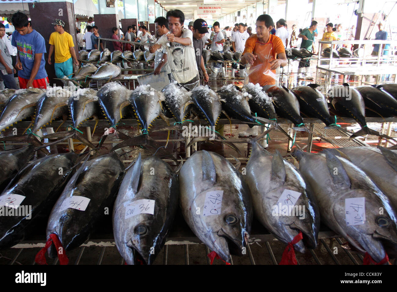 Dec 02, 2010 - General Santos, Philippines - Fresh Tuna at the fish ...