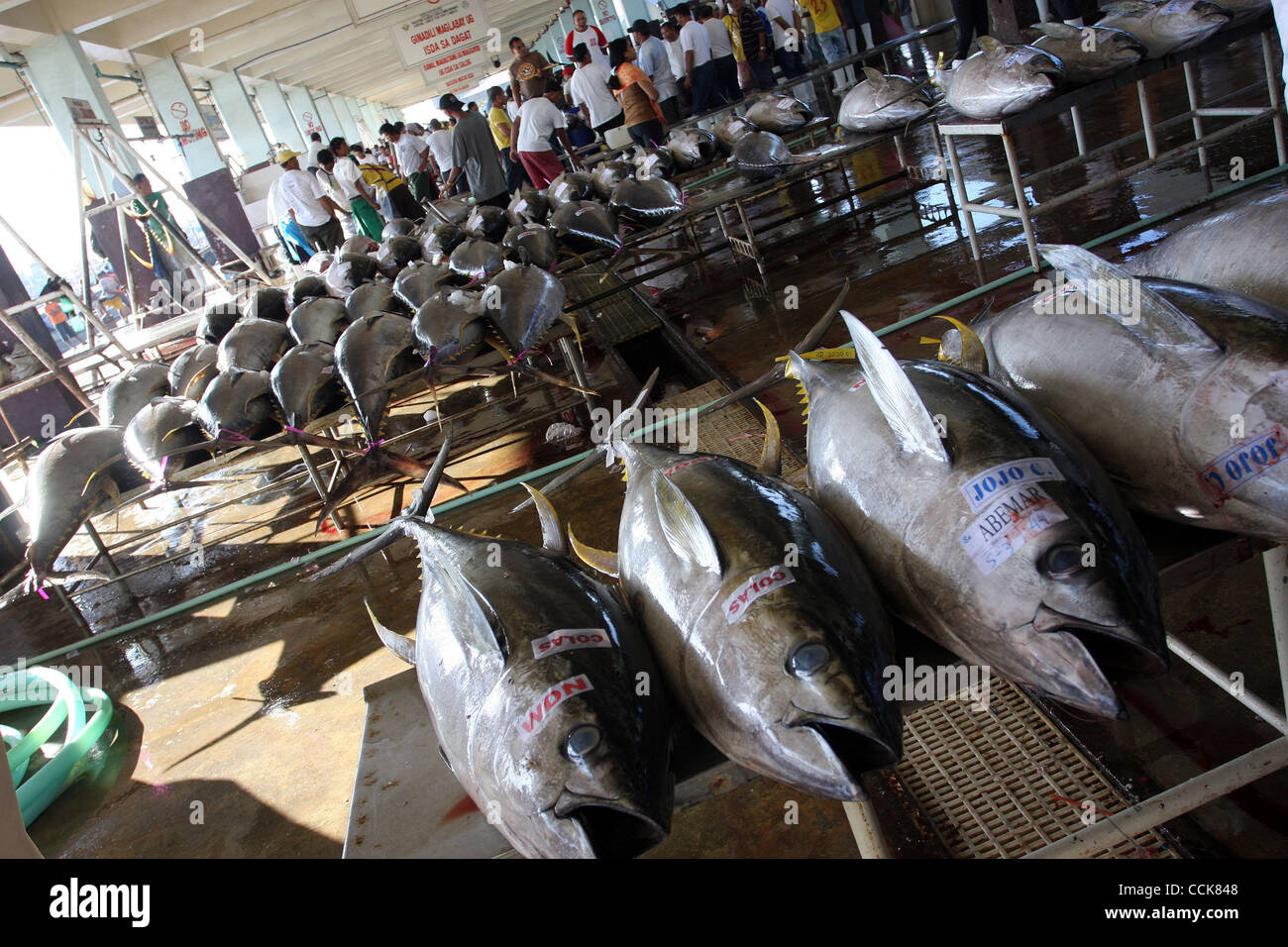 Tulingan Fish Philippines