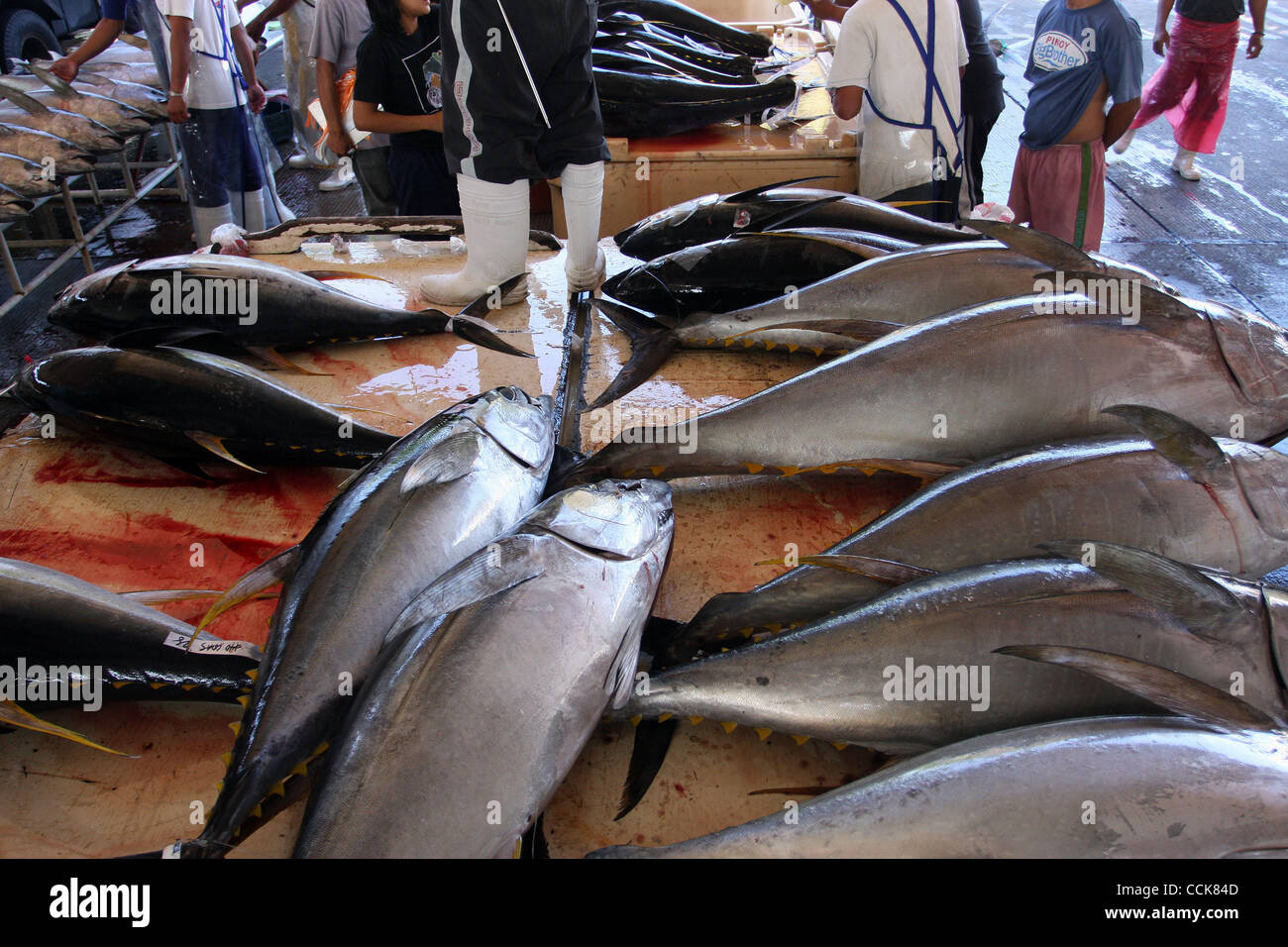 Tuna exported to japan hi-res stock photography and images - Alamy