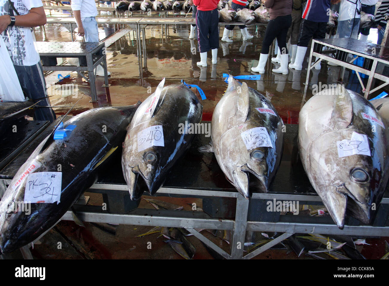 Dec 02, 2010 - General Santos, Philippines - Fresh Tuna at the fish ...