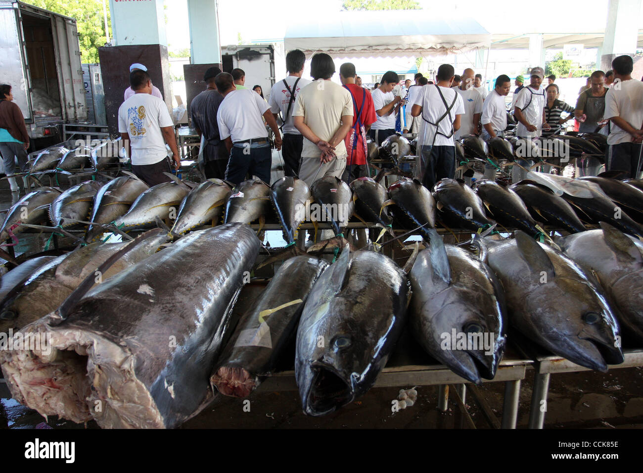 Dec 02, 2010 - General Santos, Philippines - Fresh Tuna at the fish ...