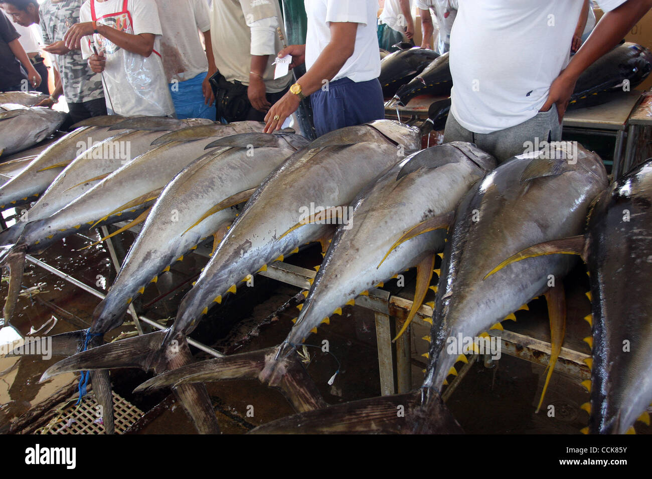 Dec 02, 2010 - General Santos, Philippines - Fresh Tuna at the fish ...