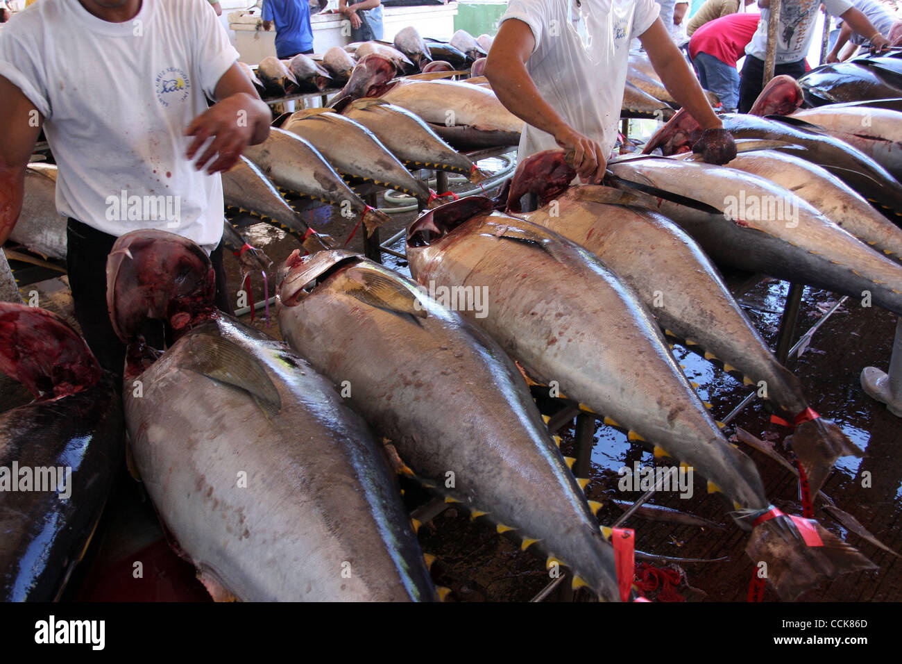 Philippine tuna hi-res stock photography and images - Alamy